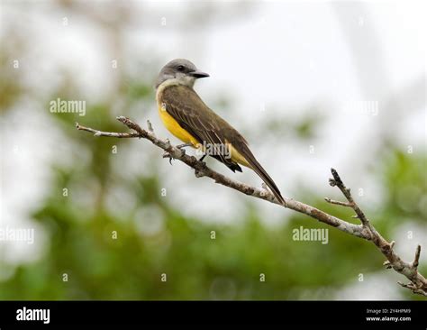 Tropical Kingbird Trauertyrann Tyran Mélancolique Tyrannus