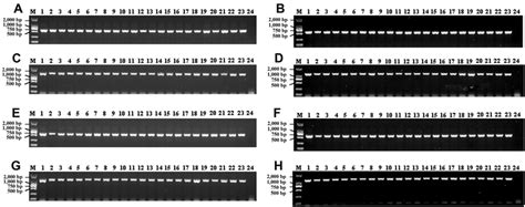 Polymerase Chain Reaction Products Amplified By Using Primers Specific