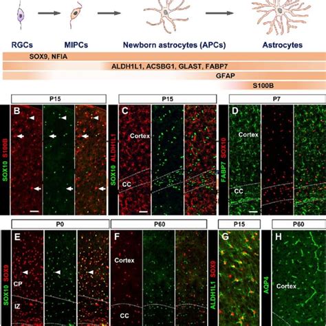 Cellular Markers For Cells Of Astrocyte Lineage A Diagram Of Astrocyte