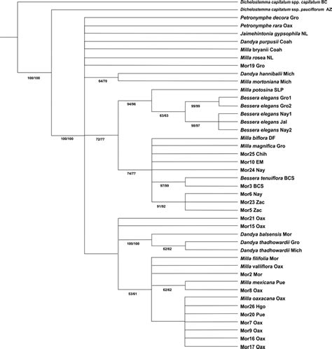 Strict Consensus Tree Of The Five Most Parsimonious Trees Obtained Download Scientific Diagram