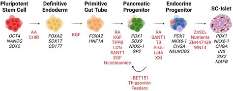 Developments In Stem Cell Derived Islet Replacement Therapy For