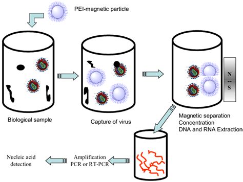 Schematic Illustration Of Virus Capture Concentration And Nucleic Acid Download Scientific