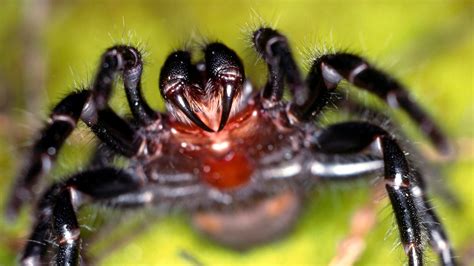 Black Widow Spider Fangs
