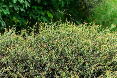 20 Shrubs That Like Wet Soil And Full Sun