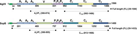 Schematic Representation Of Primary Sequence Of S Mutans Ua159 Agi Ii
