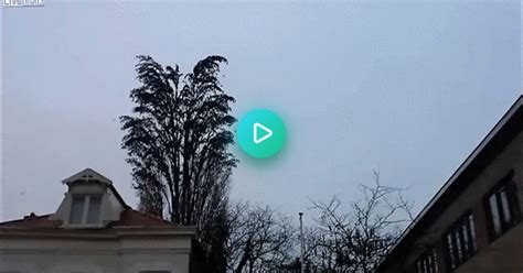 Bird Explosion  On Imgur