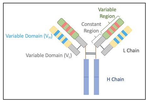 Antibody Constant Regions At Angel Singleton Blog