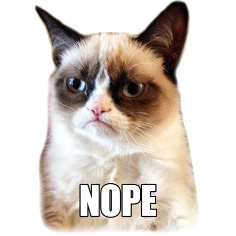 Grumpy Cat Nope Grumpy Cat With No Text Nope Reaction Meme Funny