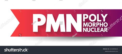 Eosinophil Basophil Mast Cell Over 98 Royalty Free Licensable Stock