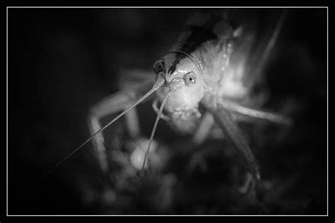 Grasshopper 3 Images Behance