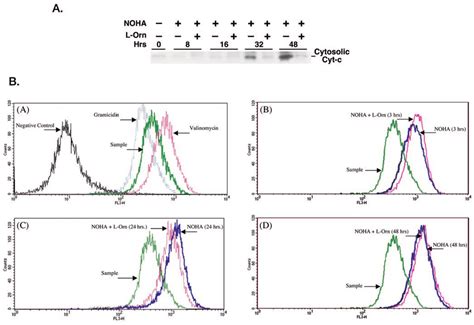 Time Course Of Cytochrome C Release In The Cytosol With Noha And Effect
