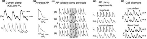 Terminology And Experimental Protocols A Simultaneous Cat And Apd