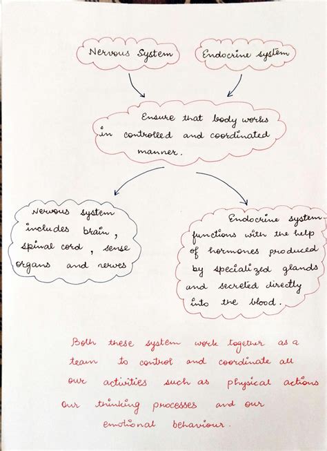SOLUTION Nervous System Neuron Structure And Function Spinal Cord Studypool