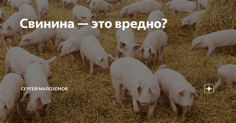 Свинина — это вредно? | Сергей Малозёмов | Дзен