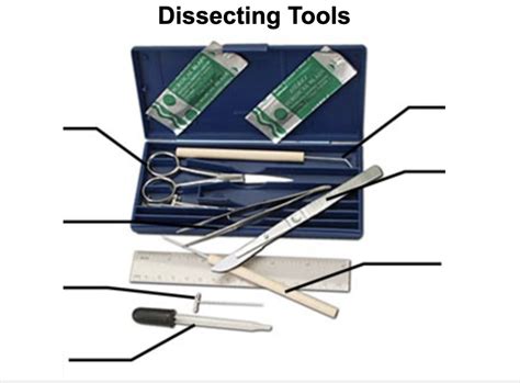 Dissecting Tools Diagram Quizlet
