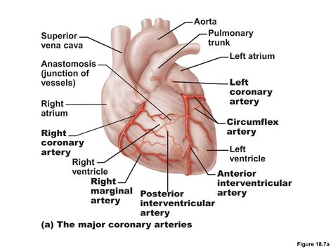 Anatomy Of The Cardiovascular System Ppt Heart And Cardiovascular