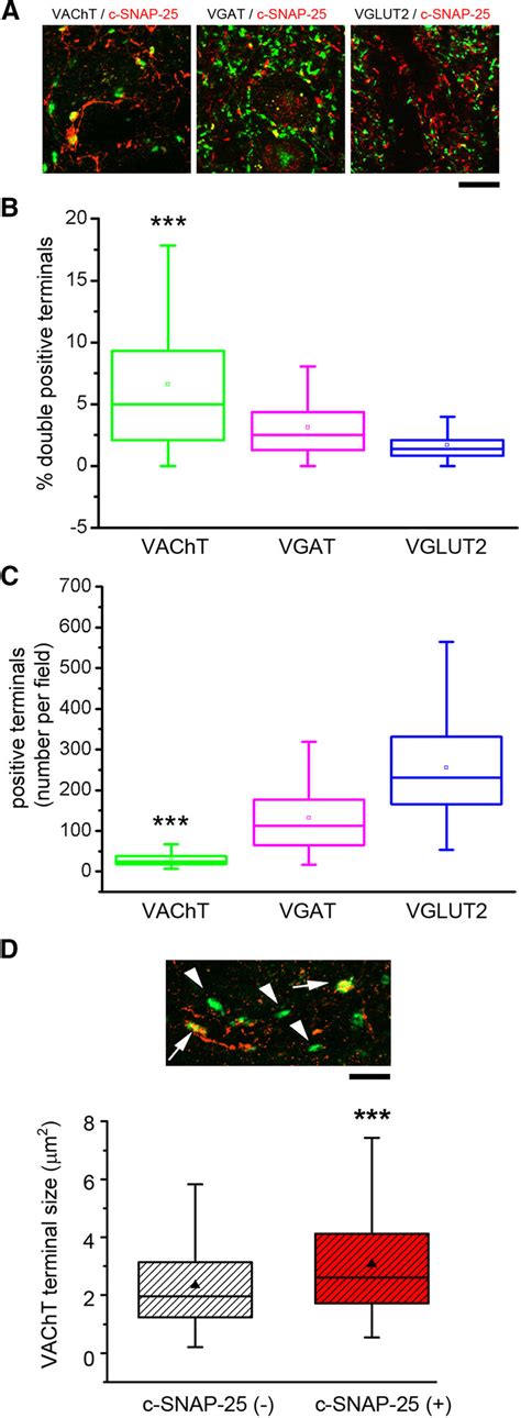Central Cholinergic Terminals Are Preferentially Targeted A Download Scientific Diagram