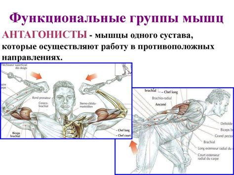 Биомеханика. Задачи биомеханики - презентация онлайн