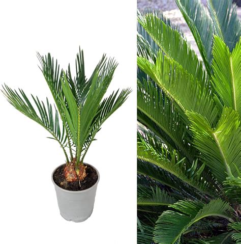 Cycas Revoluta Sago Palm Indoor Plant In 11cm Pot 35 To 4cm In