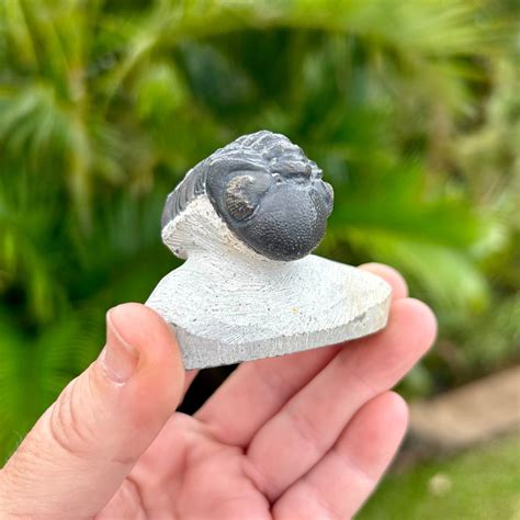 Phacops Trilobite Fossil Tril 3c