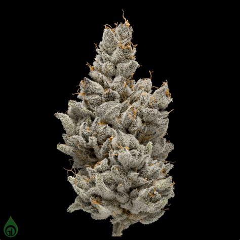 Green Dot Flower Grassberries