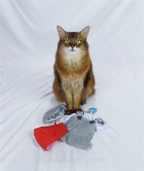 Engineer Kitty Summer S Fabulous Cat Life
