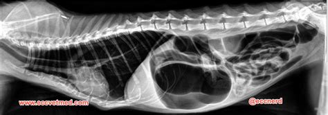 Cytopoint® No Ifs Ands Or “butts” About It 🐶 See Why This Simple