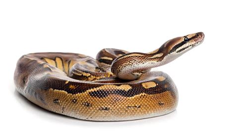 Reticulated Python Malayopython Reticulatus Is A Python Species
