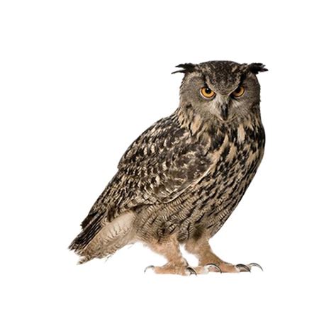 Premium Photo Owl White Background