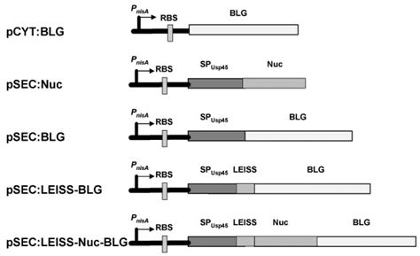 Expression Cassettes For Production And Secretion Of Staphylococcal Download Scientific Diagram