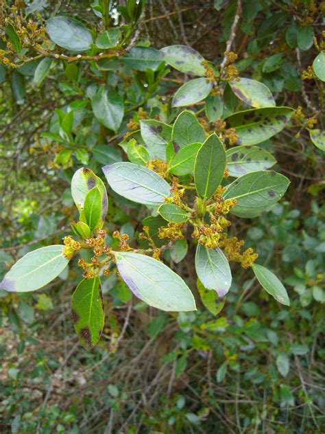 Rhamnus Alaternus Trees And Shrubs Online