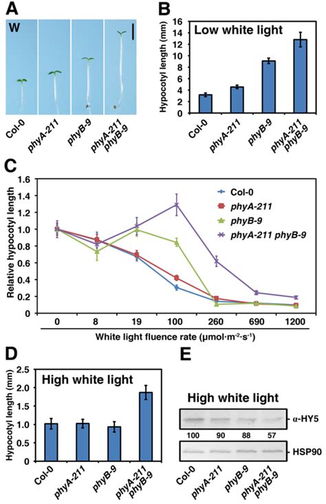 Phya And Phyb Synergistically Promote De Etiolation Under White W Download Scientific Diagram