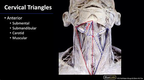 Anterior Triangle Of Neck Anatomy Anterior Triangle Of The Neck An