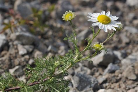 Types Of Chamomile And Risk Of Confusion Plantura