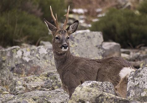 Roe Deer Spanish Big Game
