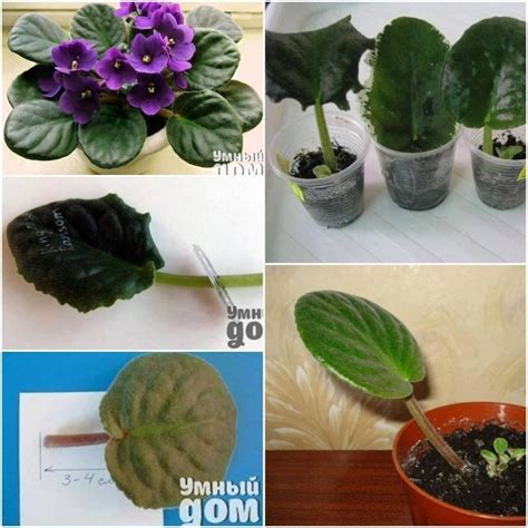 Afričke Ljubičice Saintpaulia