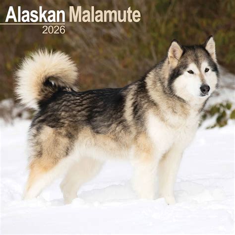 Alaskan Malamute Calendar 2026