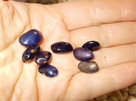 Whats For Dinner V1115 Shelly Beans A Tutorial For Northern Foodies