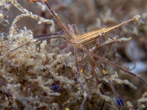 Yellowline Arrow Crab Ktuli Photography
