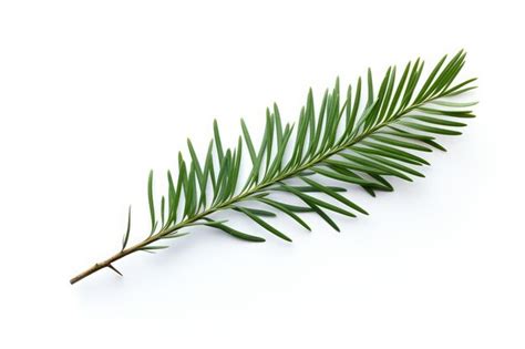 Premium Ai Image Green Pine Leaf On An Isolated White Background