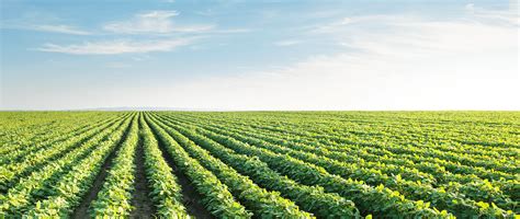 Green Farms Sustainable Agriculture For A Greener Future Farmvina