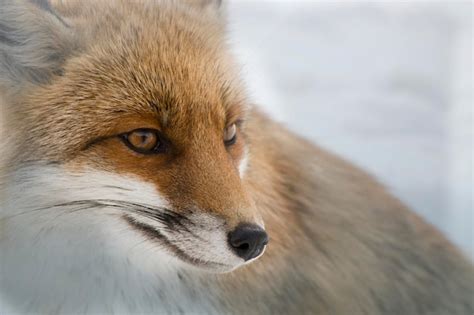 Premium Photo Red Fox In The Snow