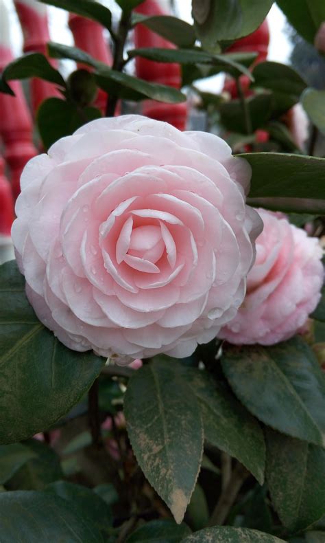 Pink Camellia Flowers Free Image Download