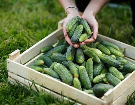 20 Best Mini Cucumber Varieties Small Cucumbers