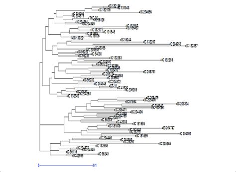 neighbor joining nj tree based dendrogram depicting genetic