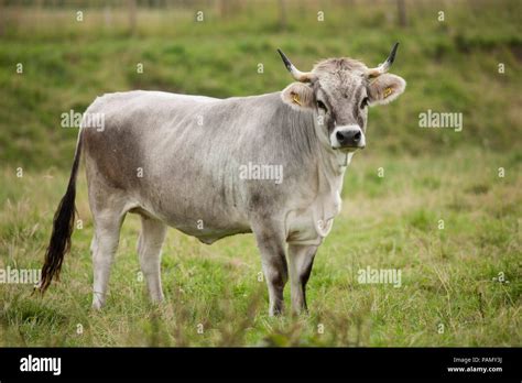Domestic Cattle Tyrolese Grey Cattle Cow On A Meadow Bavaria