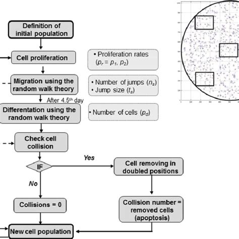 Numerical Implementation Of The Algorithm Proposed And The Circular Download Scientific Diagram