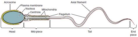 Gametogenesis Concise Medical Knowledge