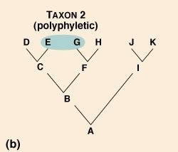 Protists Flashcards Quizlet