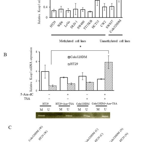 Positions Of Methylation Specific Pcr Msp And Bisulfite Sequencing